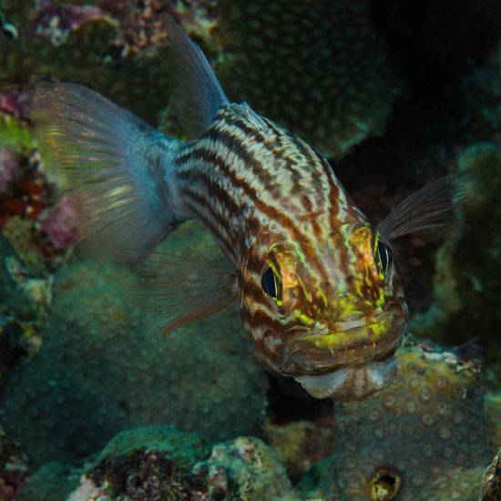 Largetoothed Cardinalfish Cheilodipterus Macrodon Tiger Cardinalfish ...
