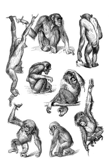 Movement Study Postures Various Apes Chimpanzees Editorial Stock Photo ...