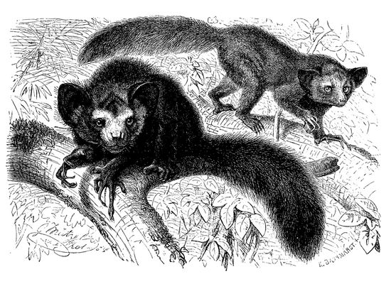 Ayeaye Chiromys Madagascariensis Prosimian Monkey Digitally Editorial ...