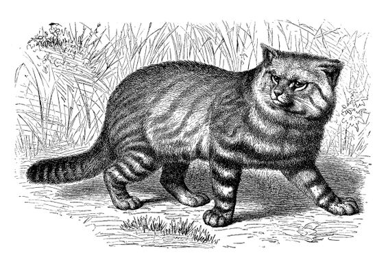 Pampas Cat Leopardus Colocolo Oncifelis Colocolo Editorial Stock Photo ...