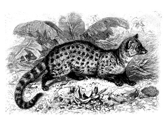 Creeping Cat Viverra Malaccensis Digitally Restored Editorial Stock ...