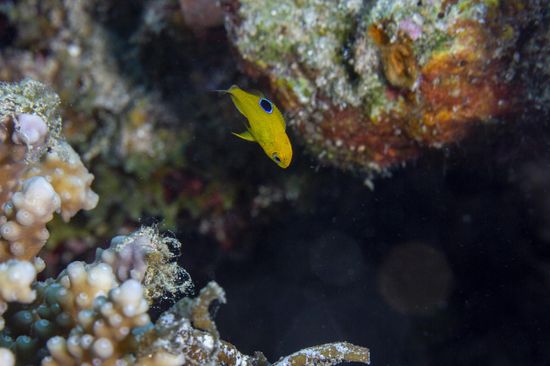 Coral Perch Juvenile Red Sea Dahab Editorial Stock Photo - Stock Image ...