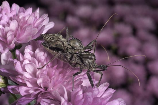 Mating Wheel Bugs Assassin Bug Arilus Editorial Stock Photo - Stock ...