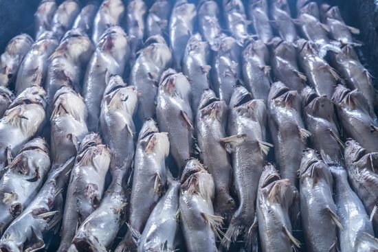 Fish Over Fire Smoking Sanyang Gambia Editorial Stock Photo - Stock ...