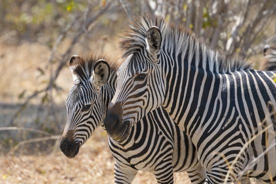 Plains Zebra Subspecies Crawshays Zebra Equus Editorial Stock Photo ...