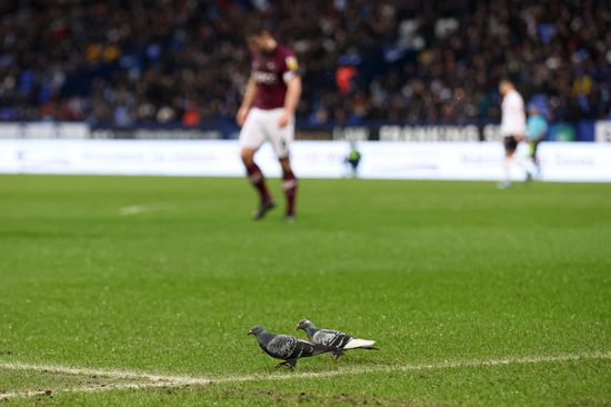 Pigeons On Pitch Editorial Stock Photo - Stock Image | Shutterstock