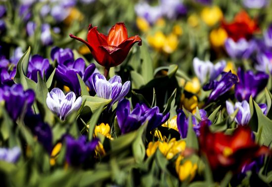 Lisse Flowers Full Bloom Keukenhof Famous Editorial Stock Photo - Stock ...