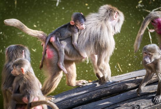 Amersfoort Young Baboon Amersfoort Zoo Spring Editorial Stock Photo ...