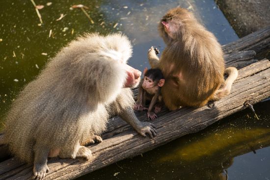 Amersfoort Young Baboon Amersfoort Zoo Spring Editorial Stock Photo ...
