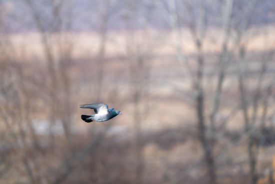 Lone Dove Seen Flying Over Great Editorial Stock Photo - Stock Image ...