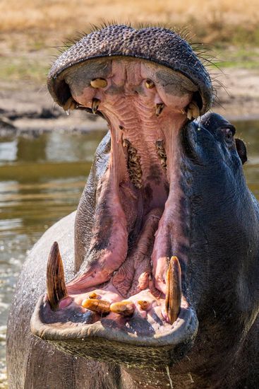 Hungry Hippo Shows Depths Mouth Charges Editorial Stock Photo - Stock ...