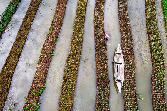 Farmers Tend Their Floating Vegetable Seedling Editorial Stock Photo ...