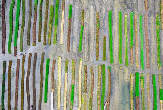Farmers Tend Their Floating Vegetable Seedling Editorial Stock Photo ...