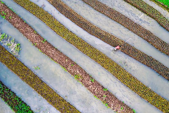 Farmers Tend Their Floating Vegetable Seedling Editorial Stock Photo ...