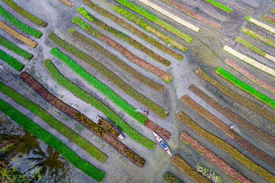 Farmers Tend Their Floating Vegetable Seedling Editorial Stock Photo ...