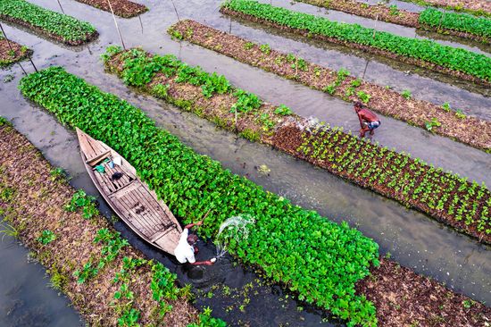 Farmers Tend Their Floating Vegetable Seedling Editorial Stock Photo ...