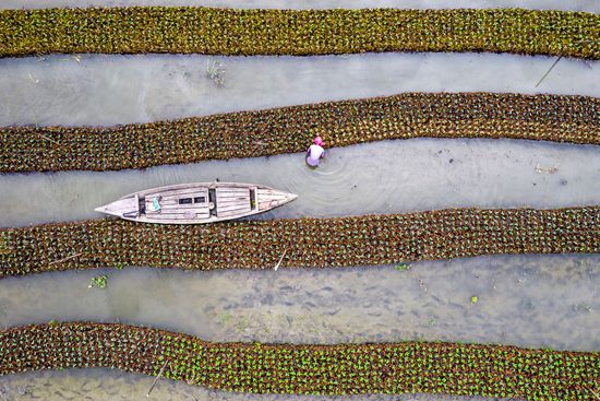Farmers Tend Their Floating Vegetable Seedling Editorial Stock Photo ...