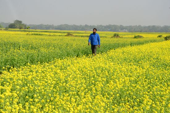Man Walk Through Mustard Field Munshigonj Editorial Stock Photo - Stock ...