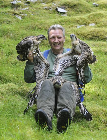 Conservations Officer Tony Lightley Osprey Chicks Editorial Stock Photo ...