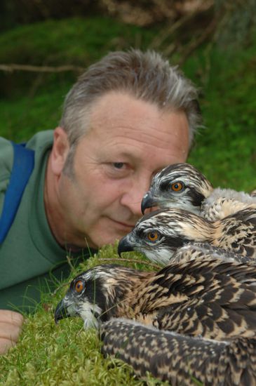 Conservations Officer Tony Lightley Osprey Chicks Editorial Stock Photo ...
