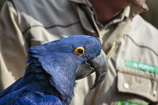 Hyacinth Macaw Anodorhynchus Hyacinthinus Bird Park Editorial Stock ...