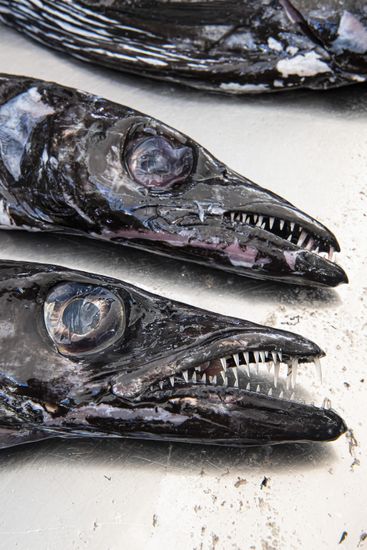 Black Scabbardfish Aphanopus Carbo Fish Hall Editorial Stock Photo ...