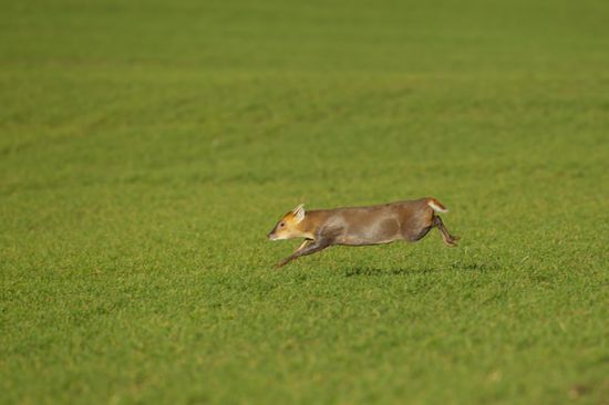 Muntjac Muntiacus Reevesi Deer Adult Running Editorial Stock Photo ...