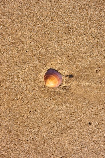 Calm Shell Lying Sand On Beach Editorial Stock Photo - Stock Image ...