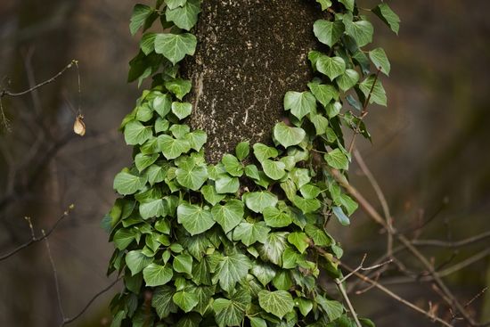 Common Ivy Hedera Helix On Tree Editorial Stock Photo - Stock Image ...