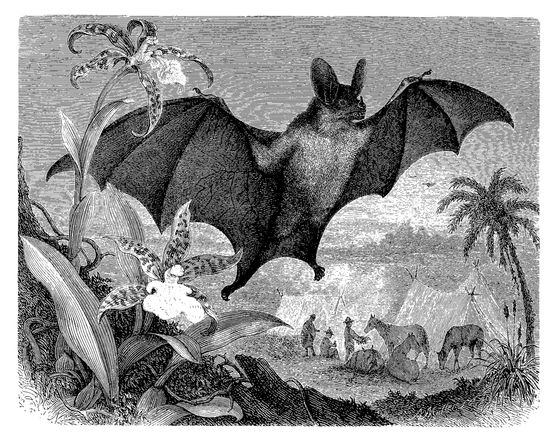 Spectral Bat Phyllostoma Spectrum Vampire Bats Editorial Stock Photo ...