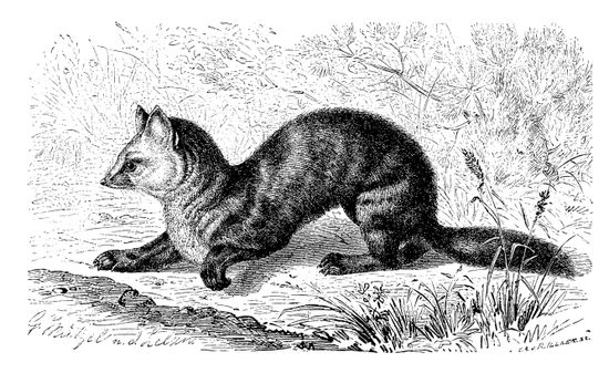 Sable Martes Zibellina Species Predator Genus Editorial Stock Photo ...