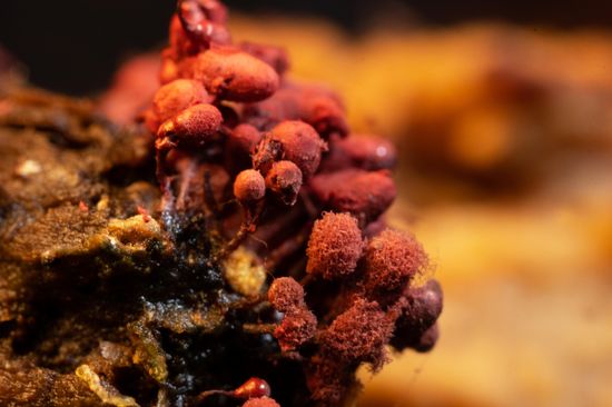 Brick Red Stalk Slime Mould Several Editorial Stock Photo - Stock Image ...