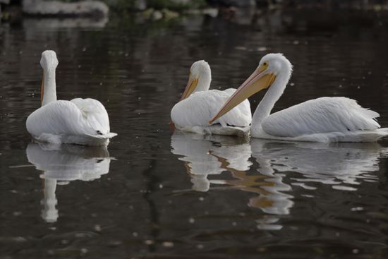 View American Canadian White Pelicans That Editorial Stock Photo ...