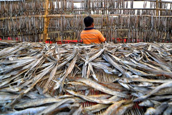 Fisherman Checks Quality Dry Fish On Editorial Stock Photo - Stock ...