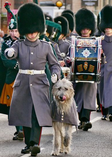 Number 9 Company Irish Guards Musical - Foto de stock de contenido ...