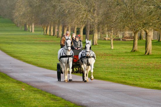 Horse Carriage Travels Along Long Walk Editorial Stock Photo - Stock ...