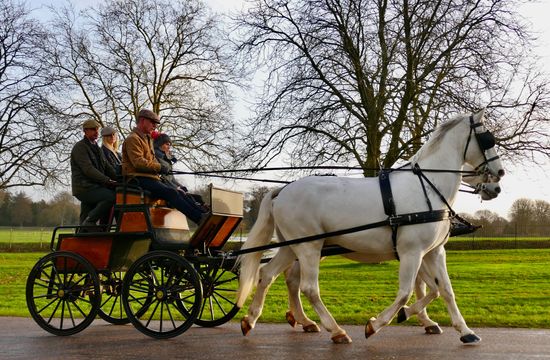 Horse Carriage Travels Along Long Walk Editorial Stock Photo - Stock ...