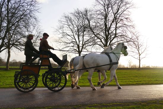 Horse Carriage Travels Along Long Walk Editorial Stock Photo - Stock ...
