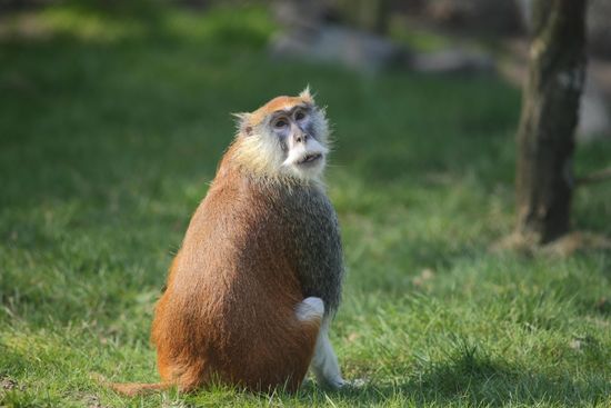 Hussar Monkey Rear Patas Monkeys Erythrocebus Editorial Stock Photo ...