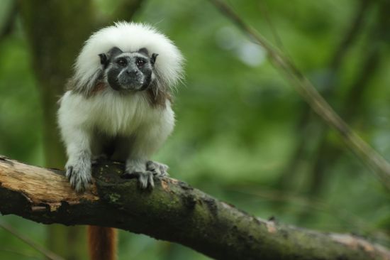 Liszts Callitrichidae Monkey Pinche Monkey Monkey Editorial Stock Photo ...