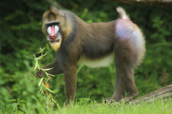 Mandrill Mandrillus Sphinx Male Eat Food Editorial Stock Photo - Stock ...