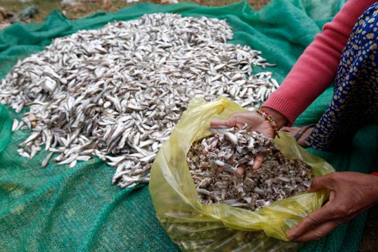 Woman Collects Fish Ahead Pickling Process Editorial Stock Photo ...