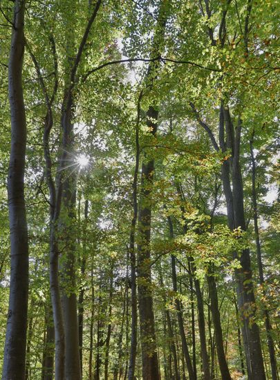 Sunny Beech Forest Early Autumn Salzach Editorial Stock Photo - Stock Image | Shutterstock