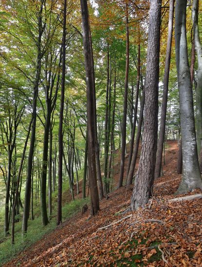 Sunny Beech Pine Forest Early Autumn Editorial Stock Photo - Stock ...