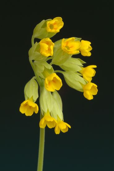 Common Cowslip Primula Officinalis Cowslip Apothecary Editorial Stock ...