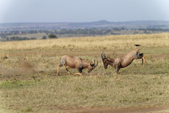 Fight Between Two Topi Lei Antelope Editorial Stock Photo - Stock Image ...