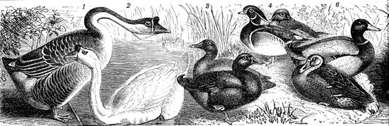 Poultry Mute Goose Cayuga Duck Wood Editorial Stock Photo - Stock Image ...