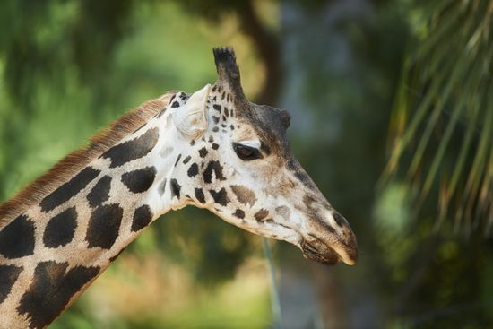 Reticulated Giraffe Giraffa Camelopardalis Reticulata Portrait