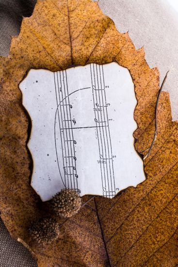Macro View Dry Leaf Paper Musical Editorial Stock Photo - Stock Image ...
