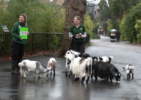 Pygmy Goats During Zsl London Zoo Editorial Stock Photo - Stock Image ...
